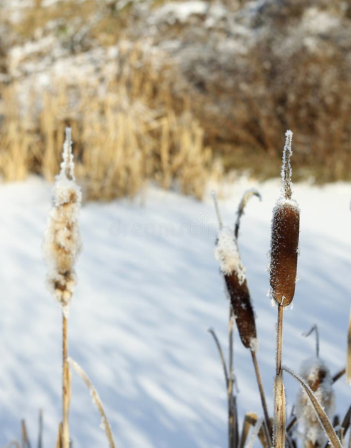 The reeds in winter stock image. Image of seeds, bulrush - 47762699