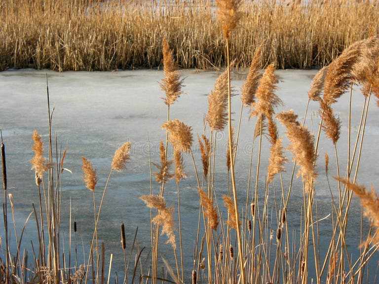 210 Cat Tail Reeds Stock Photos - Free & Royalty-Free Stock Photos from ...