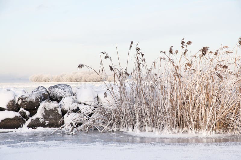 Reeds in winter stock image. Image of sunny, straw, view - 48402249