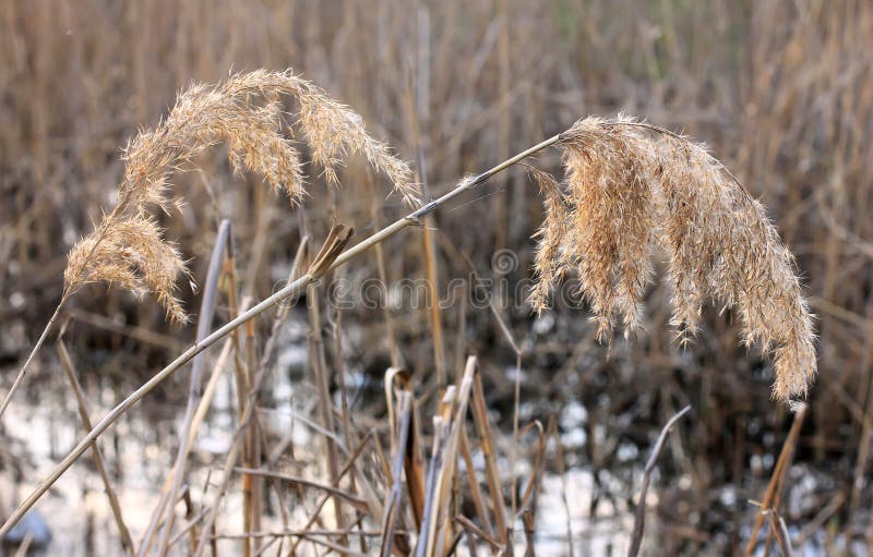 Reeds in winter snow river stock image. Image of frozen - 61133991