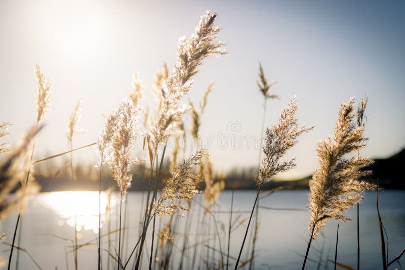 Reeds in the winter sun stock photo. Image of blooming - 65413236