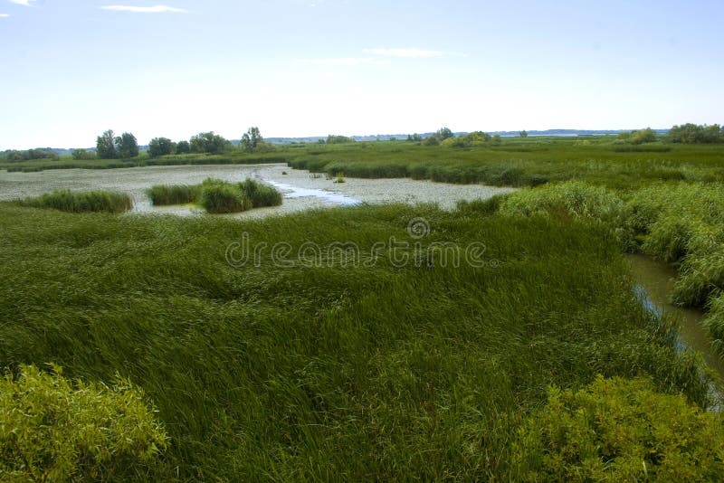 Reedy stock image. Image of summer, silent, reedy, reed - 6391723