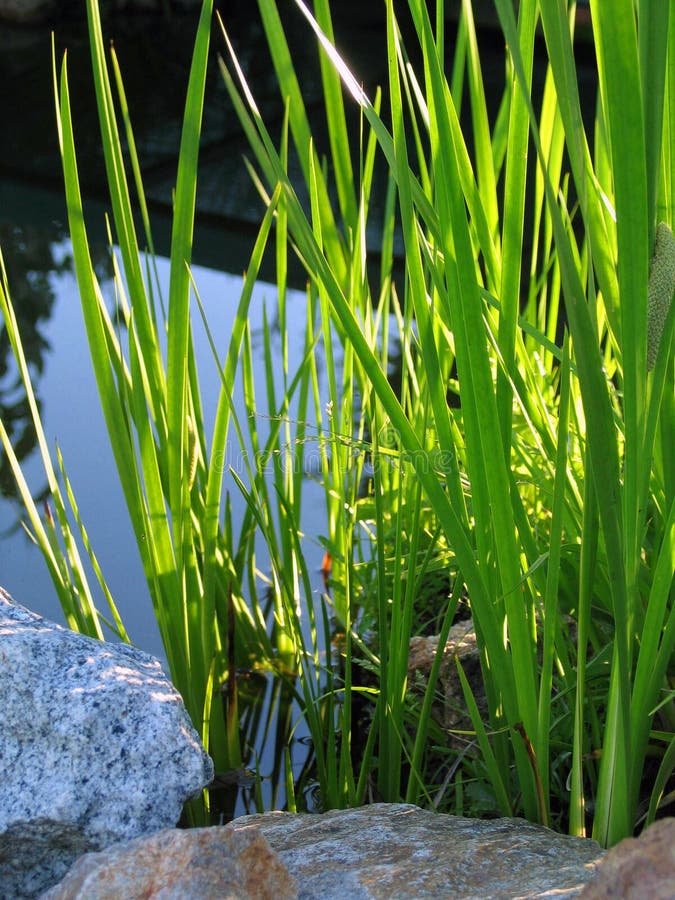 Reedy Pond stock photo. Image of stream, quiet, plant - 11185772