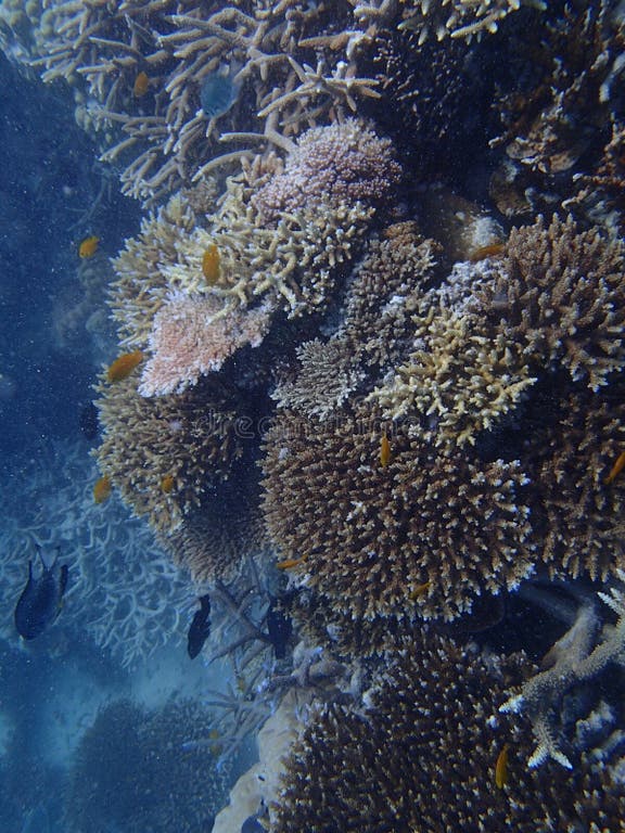 Reef stock photo. Image of ecosystem, blue, coral, corral - 83912298