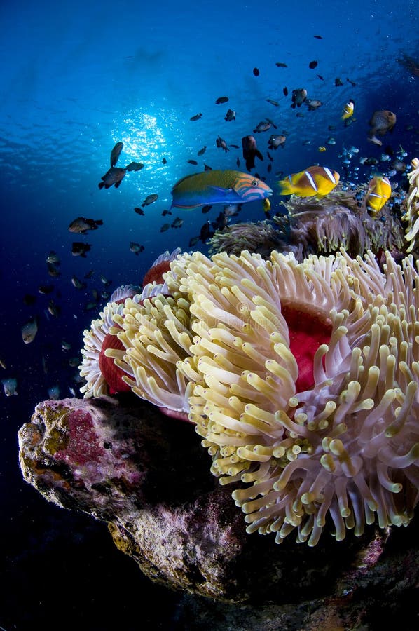 Reef and Colored School of Fish, Red Sea, Egypt Stock Image - Image of ...