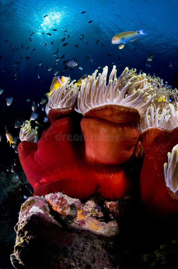 Reef and Colored School of Fish, Red Sea, Egypt Stock Image - Image of ...