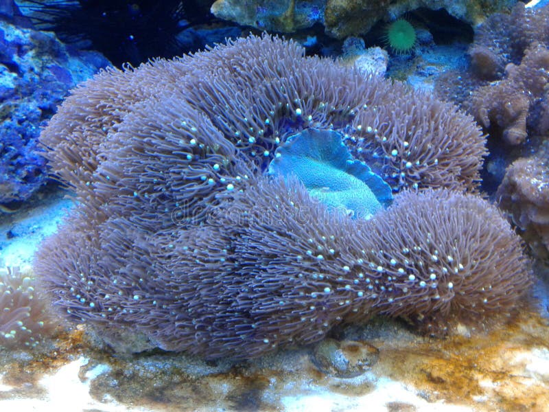 Reef aquarium polip stock image. Image of underwater - 186402857