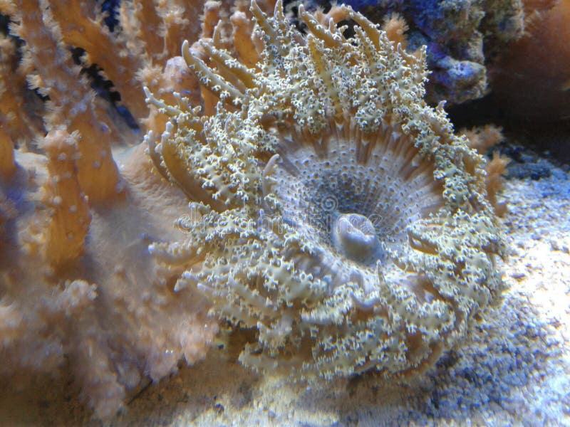 Reef aquarium polip stock image. Image of wildlife, coral - 186402963