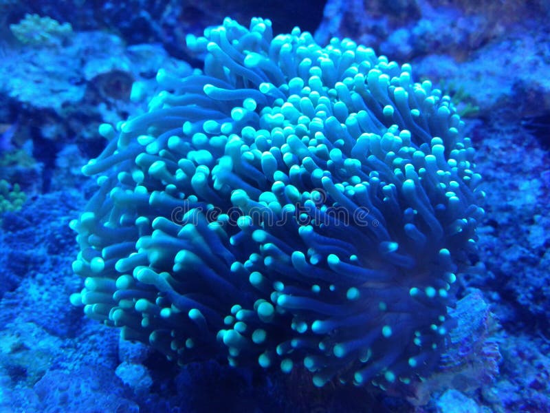 Reef aquarium polip stock photo. Image of organism, jellyfish - 186406770