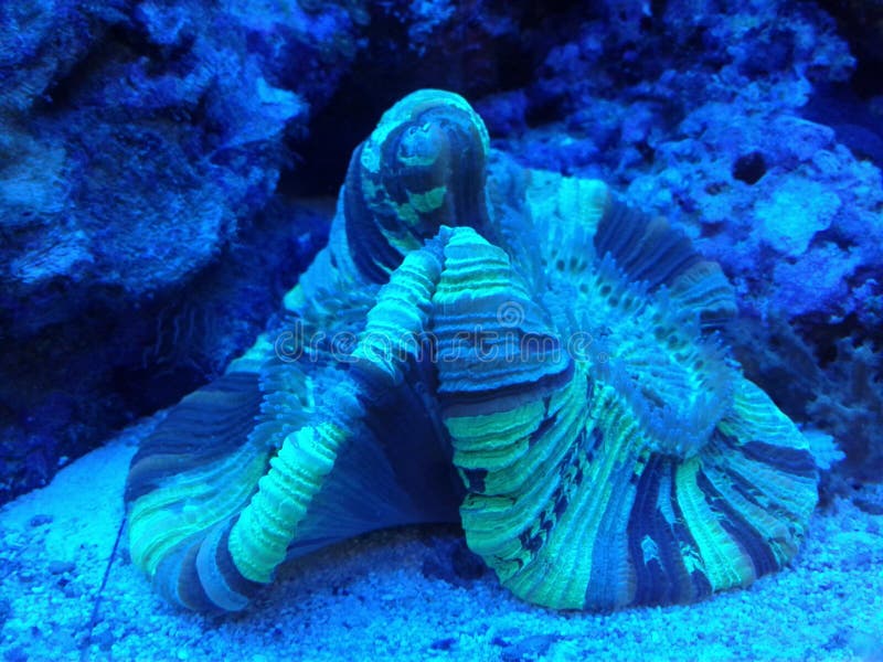 Reef aquarium polip stock image. Image of fish, invertebrate - 186407999