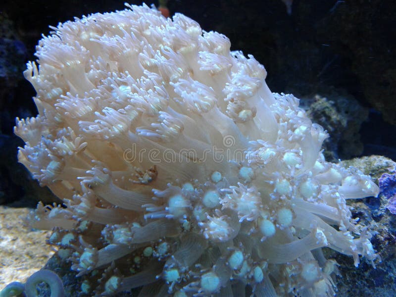 Reef aquarium polip stock photo. Image of reef, underwater - 186405412