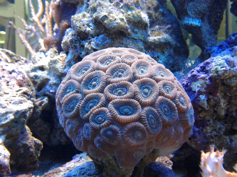 Reef aquarium polip stock image. Image of coral, aquarium - 186405509