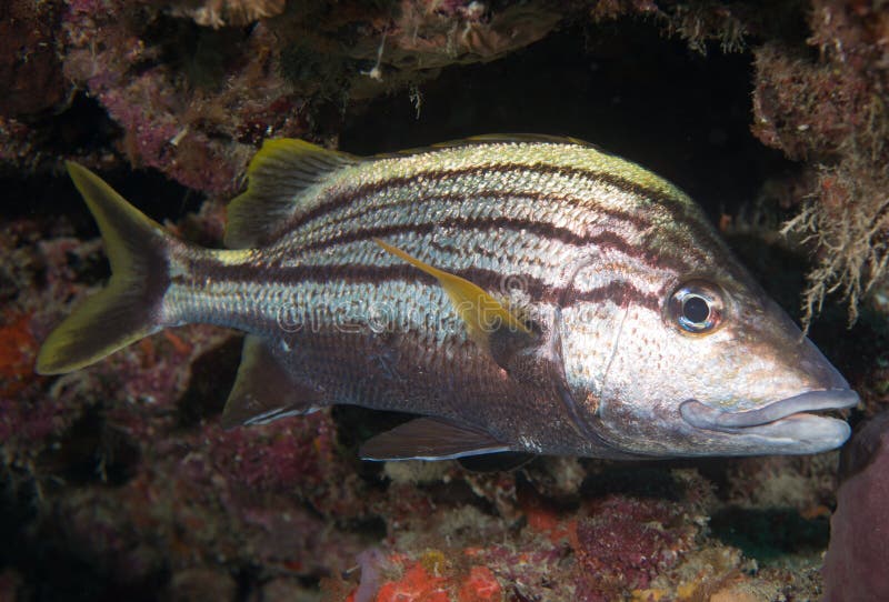 On a Reef in the Atlantic Ocean Stock Photo - Image of atlantic ...