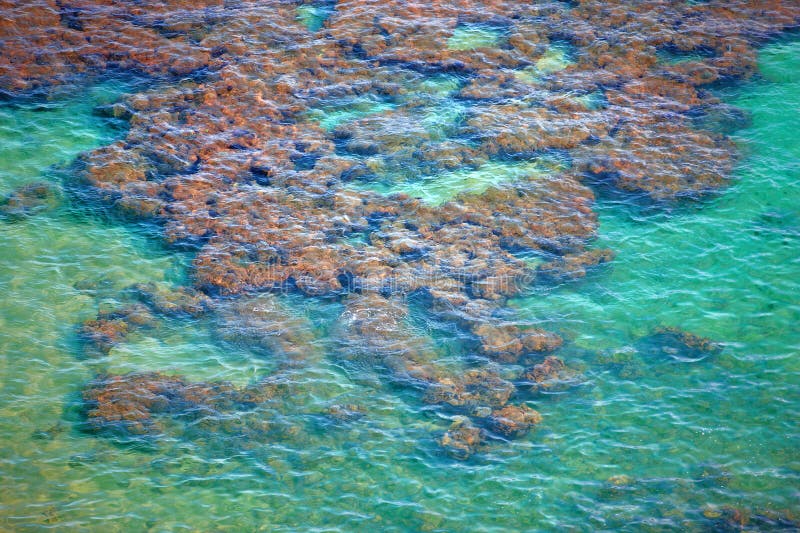 Reef Beneath the Clear Water. a Reef Under a Clear Ocean Surface. Stock ...