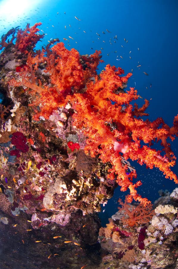 Reef and Colored Corals, Red Sea Stock Photo - Image of mask, diver ...