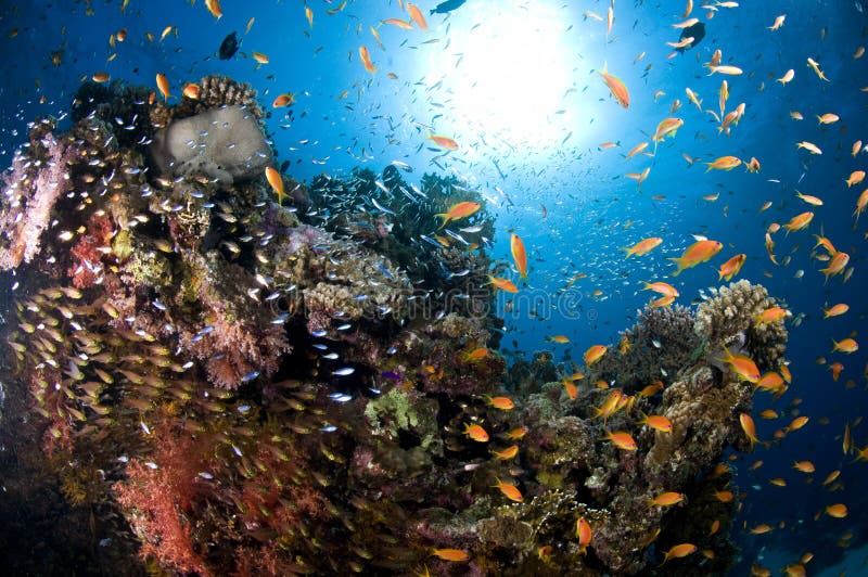 Reef and Colored School of Fish, Red Sea Stock Image - Image of anthias ...