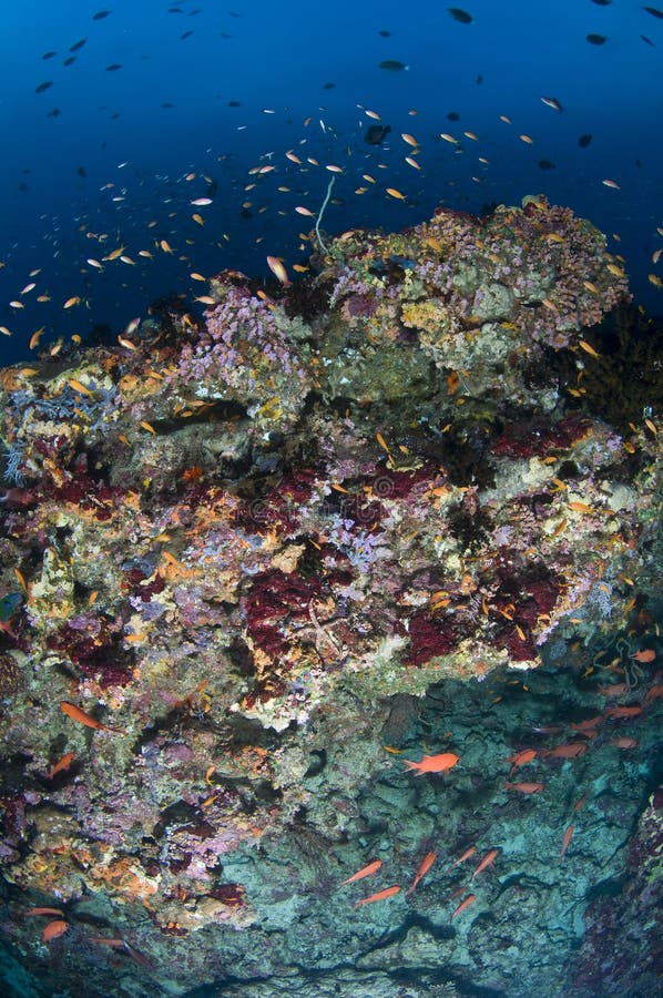 Reef and Colored School of Fish, Red Sea Stock Image - Image of anthias ...