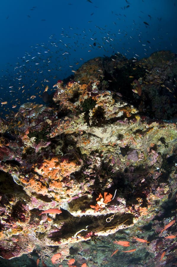 Reef and School of Glass Fish, Red Sea Stock Photo - Image of ...