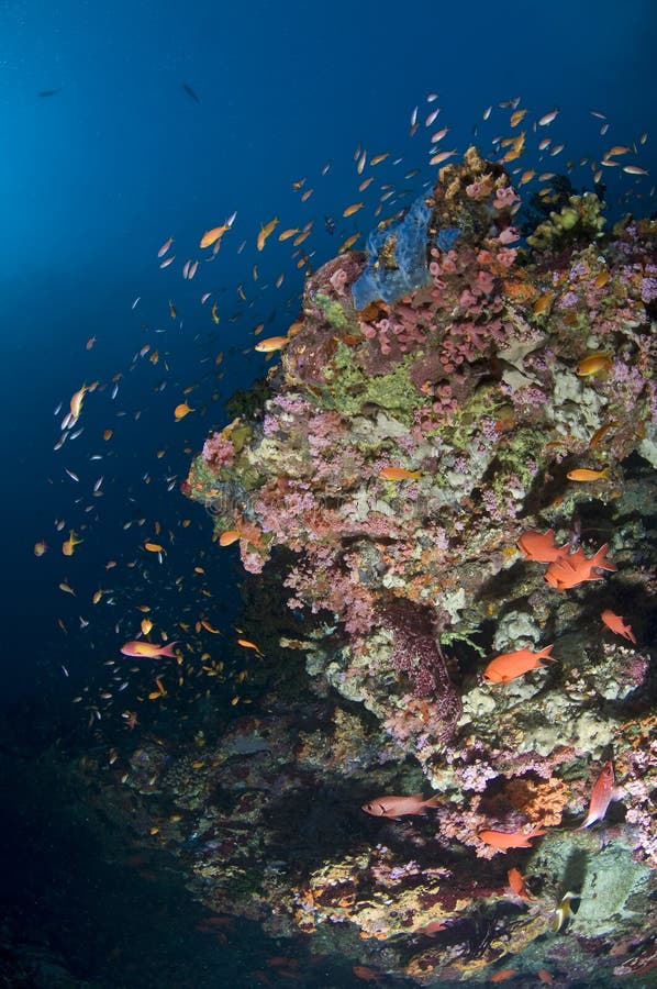 Reef and School of Glass Fish, Red Sea Stock Photo - Image of ...