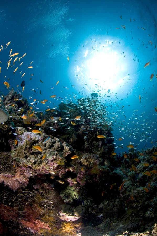 Reef and Colored School of Fish, Red Sea Stock Image - Image of anthias ...