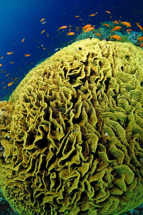 Reef and Colored School of Fish, Red Sea Stock Photo - Image of sheikh ...