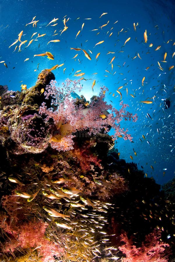 Reef and Colored School of Fish, Red Sea, Egypt Stock Image - Image of ...