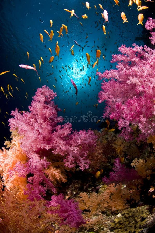 Reef and Colored School of Fish, Red Sea, Egypt Stock Image - Image of ...