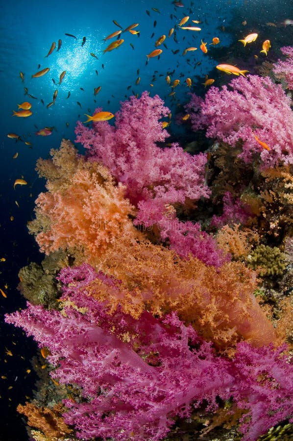 Reef and Colored School of Fish, Red Sea, Egypt Stock Image - Image of ...