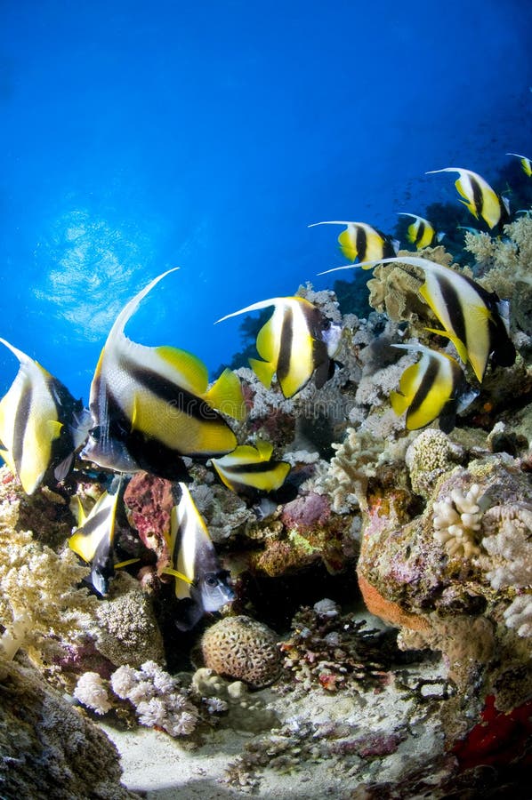 Reef and Colored School of Fish, Red Sea, Egypt Stock Image - Image of ...
