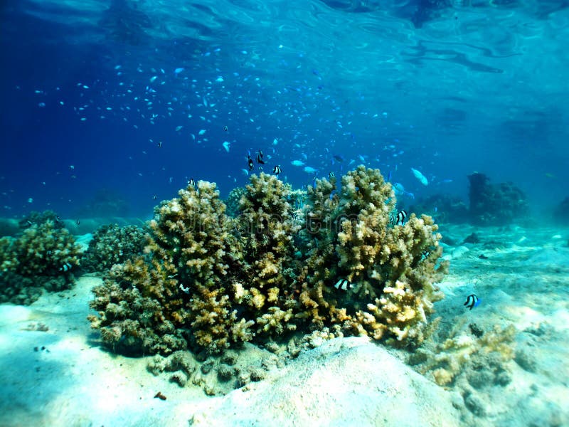 Reef Community stock image. Image of beautiful, diving - 19944771