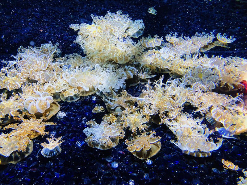 Aquatic life stock photo. Image of reef, coral, life - 157945522