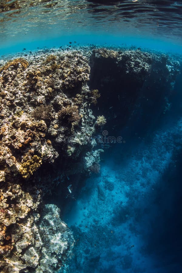 Reef with Corals Underwater in Transparent Ocean Stock Photo - Image of ...