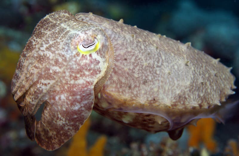 Reef cuttlefish stock photo. Image of fish, beauty, living - 7469450