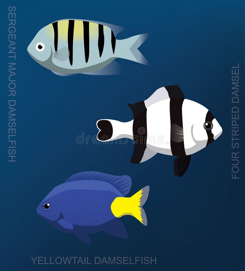 Reef Damselfish Set Cartoon Vector Illustration Stock Vector ...
