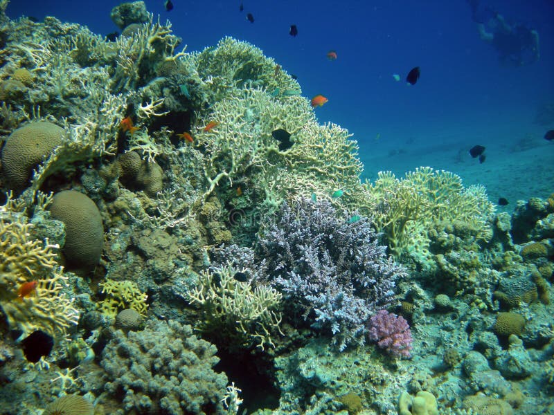 Reef and diver stock image. Image of dive, reef, scuba - 9594443