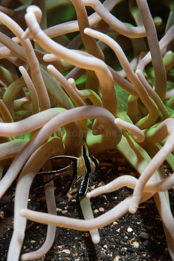 Reef dweller stock image. Image of west, sulawesi, reef - 21740607