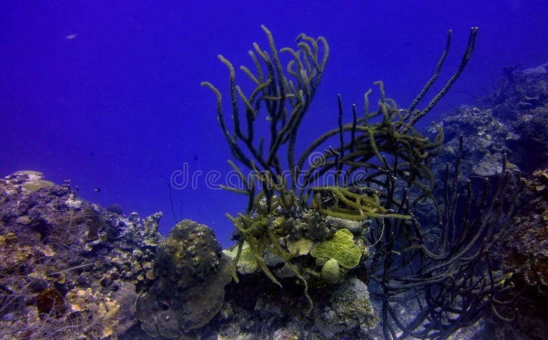 Reef Environment in the Deep Blue Ocean Stock Photo - Image of life ...