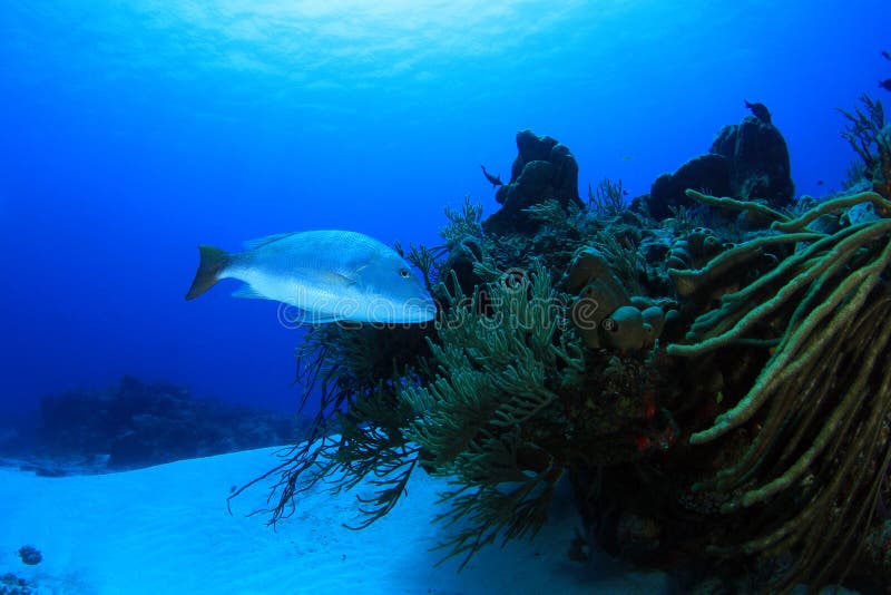 Reef fish stock image. Image of boat, fishes, clear, grouper - 26172715