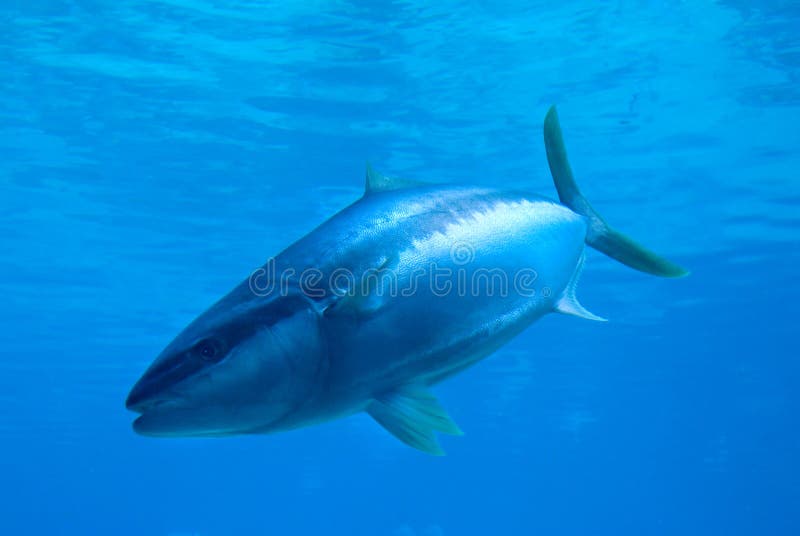 Reef Fish stock photo. Image of barrier, seafood, reef - 4153762