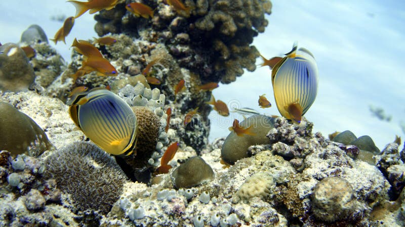 Reef Fish Coral Maldives Color Stock Image - Image of reef, underwater ...