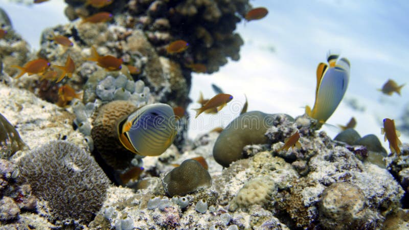 Reef Fish Coral Maldives Color Stock Image - Image of reef, underwater ...
