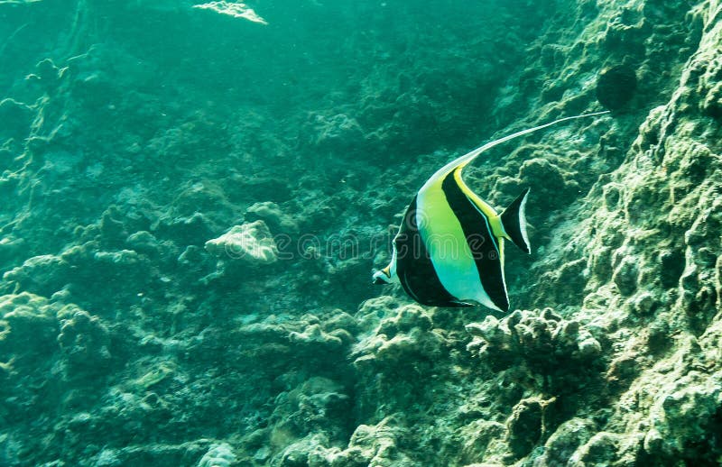 Reef fish of Hawaii stock photo. Image of swims, coral - 104292354