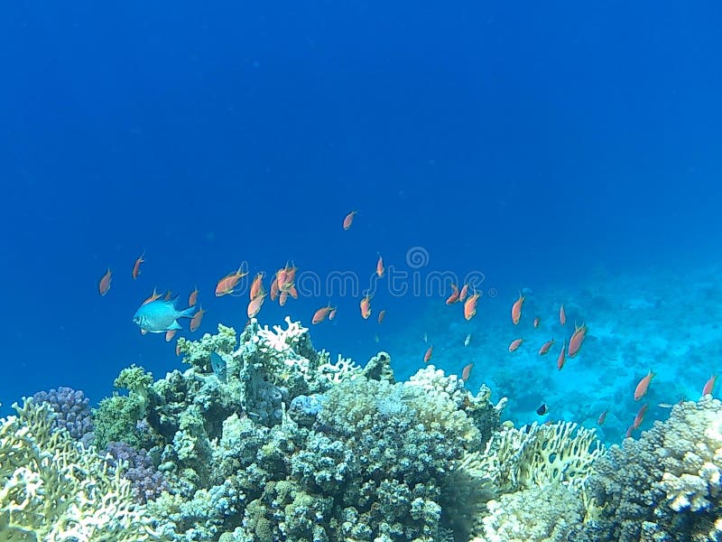 Reef fish in the red sea. stock photo. Image of reef - 70918382