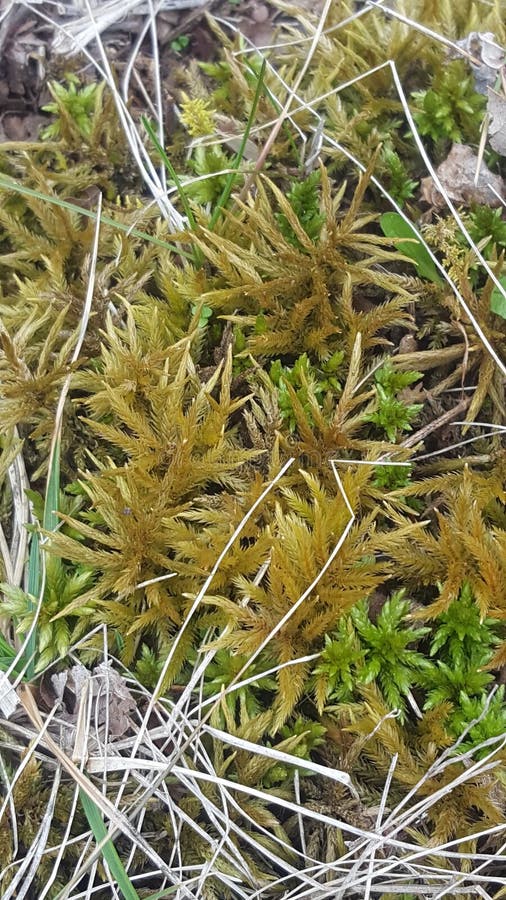 Reef grass stock image. Image of green, looking, grass - 121206125