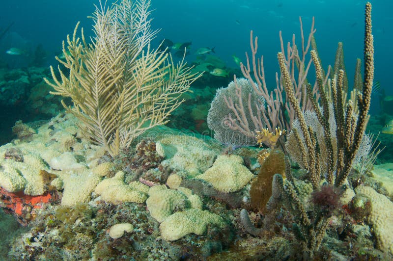 Sea Fan Coral Ledge Stock Photos - Free & Royalty-Free Stock Photos ...