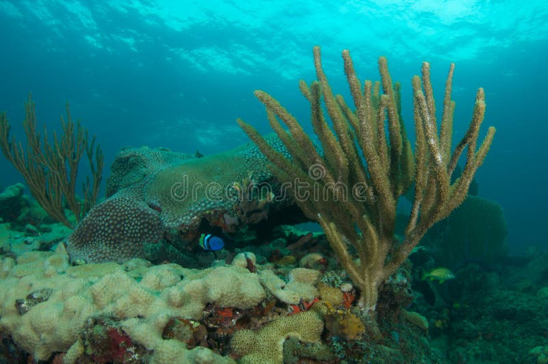 Reef Ledge composition. stock image. Image of sand, florida - 15231257
