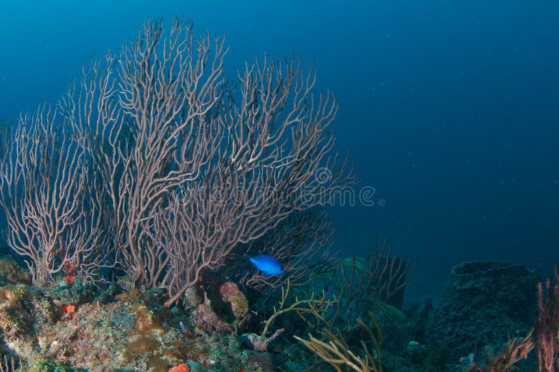 Reef Ledge composition. stock image. Image of warm, florida - 15280089