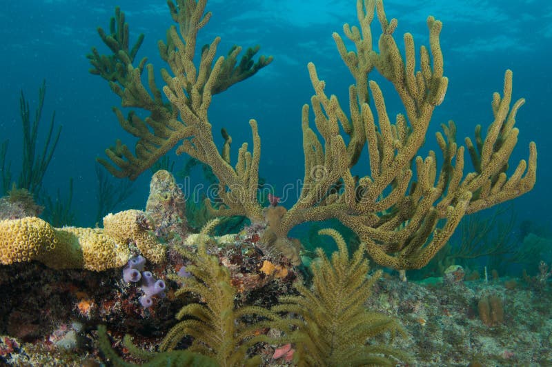 Sea Fan Coral Ledge Stock Photos - Free & Royalty-Free Stock Photos ...