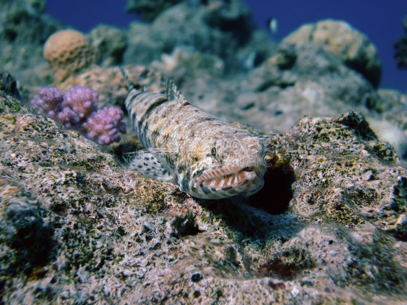 Reef Lizardfish stock photo. Image of marine, lizardfish - 7628368