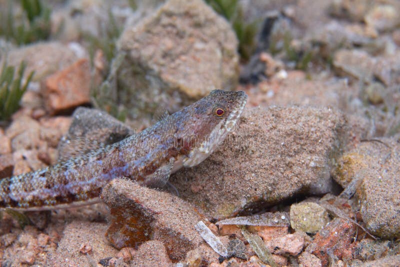 Reef Lizardfish in Red Sea stock image. Image of diversity - 136400807